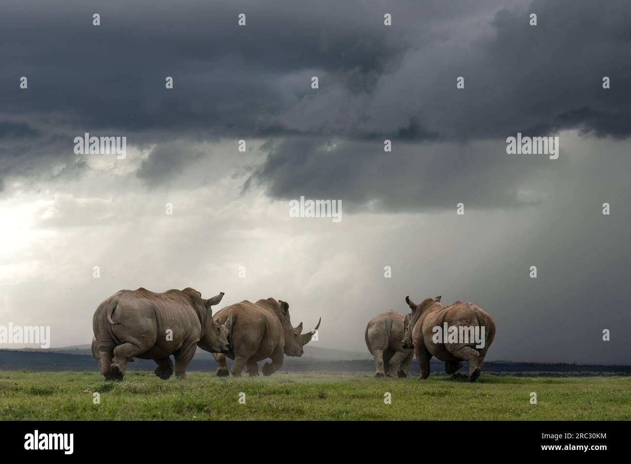 The rhinos rush off as the thunder begins NYERI, KENYA STRIKING IMAGES ...