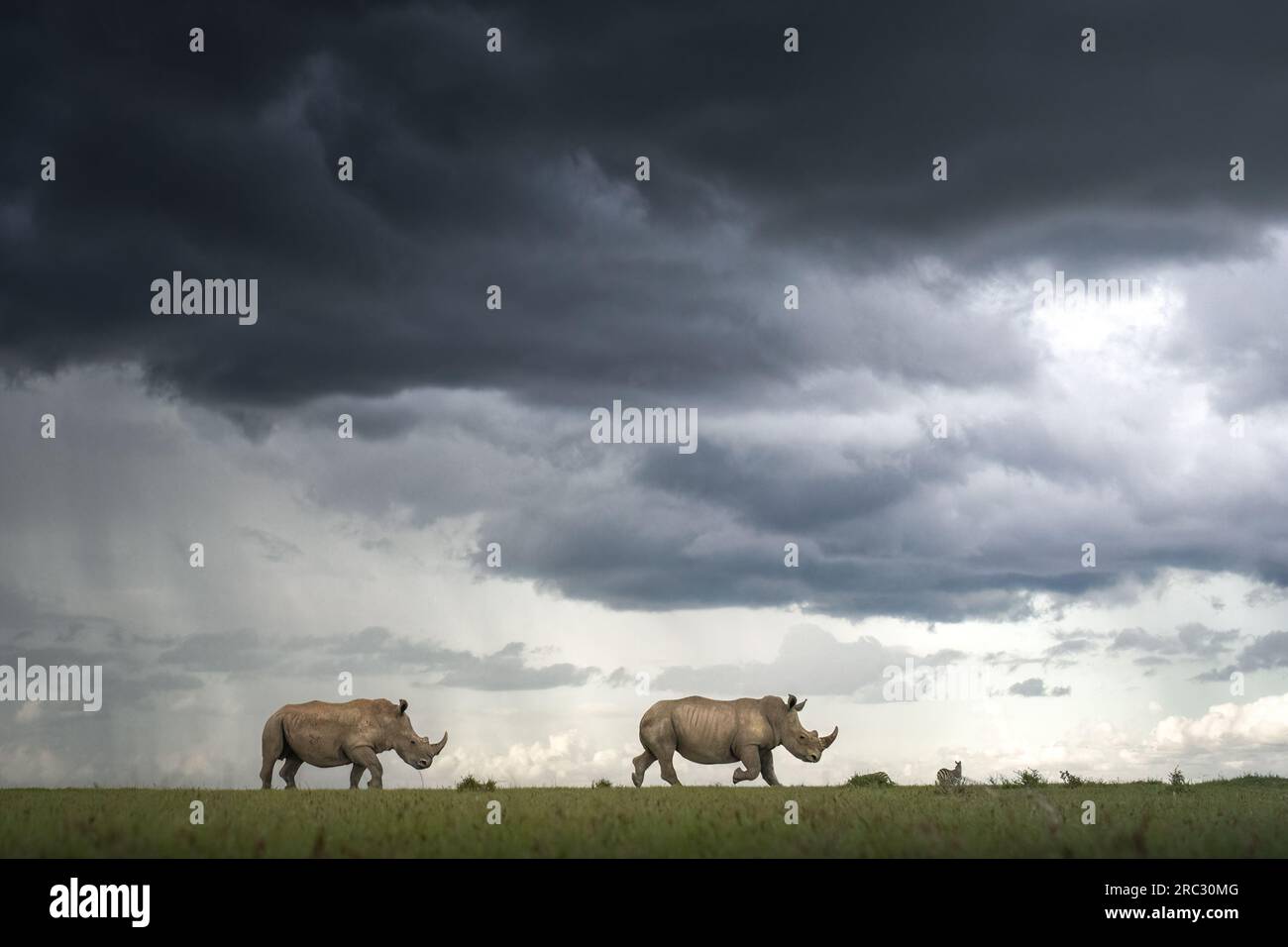 The rhinos cut a powerful figure in this landscape NYERI, KENYA ...