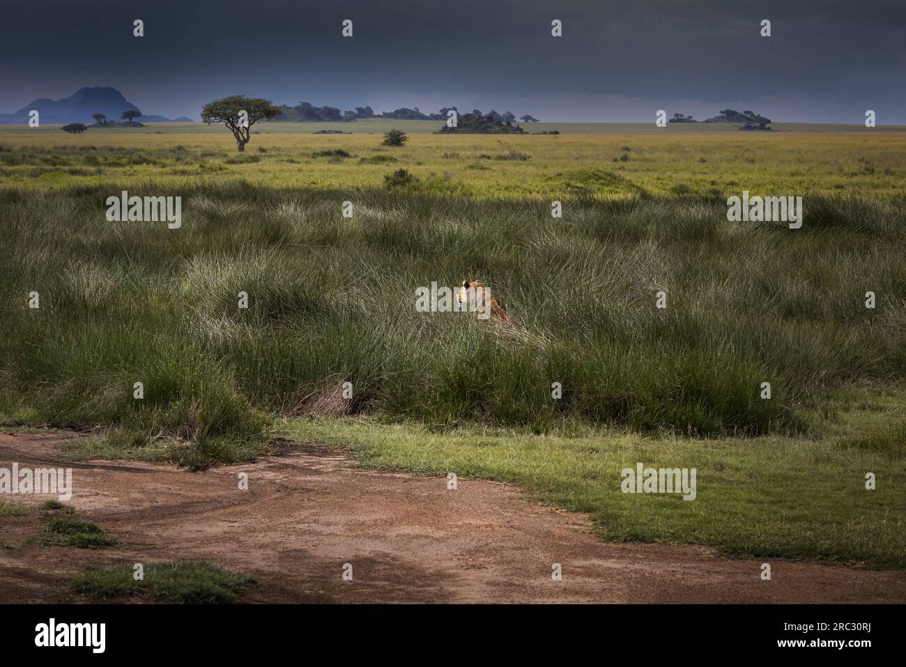 Wild majestic lioness, simba, hunts in the savannah in the Serengeti ...