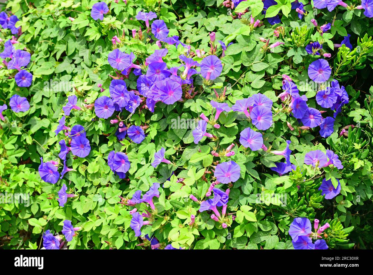The Morning Glory vine. A popular and colourful addition to the garden ...