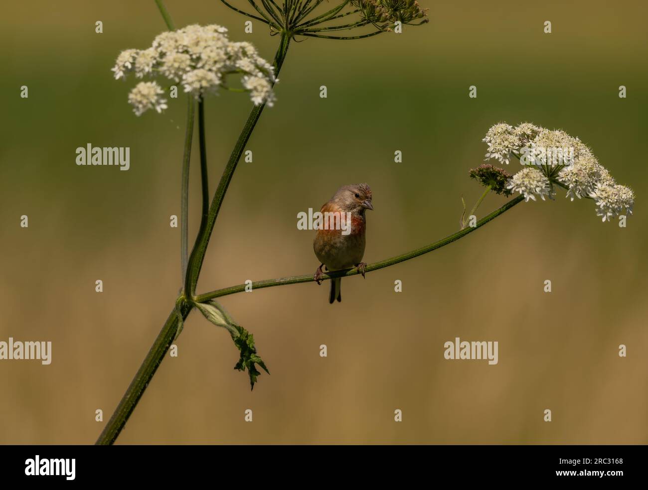 Linnet enhanced nr jp hi-res stock photography and images - Alamy