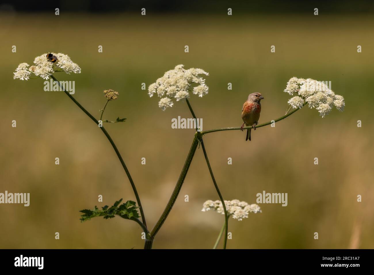Linnet enhanced nr jp hi-res stock photography and images - Alamy