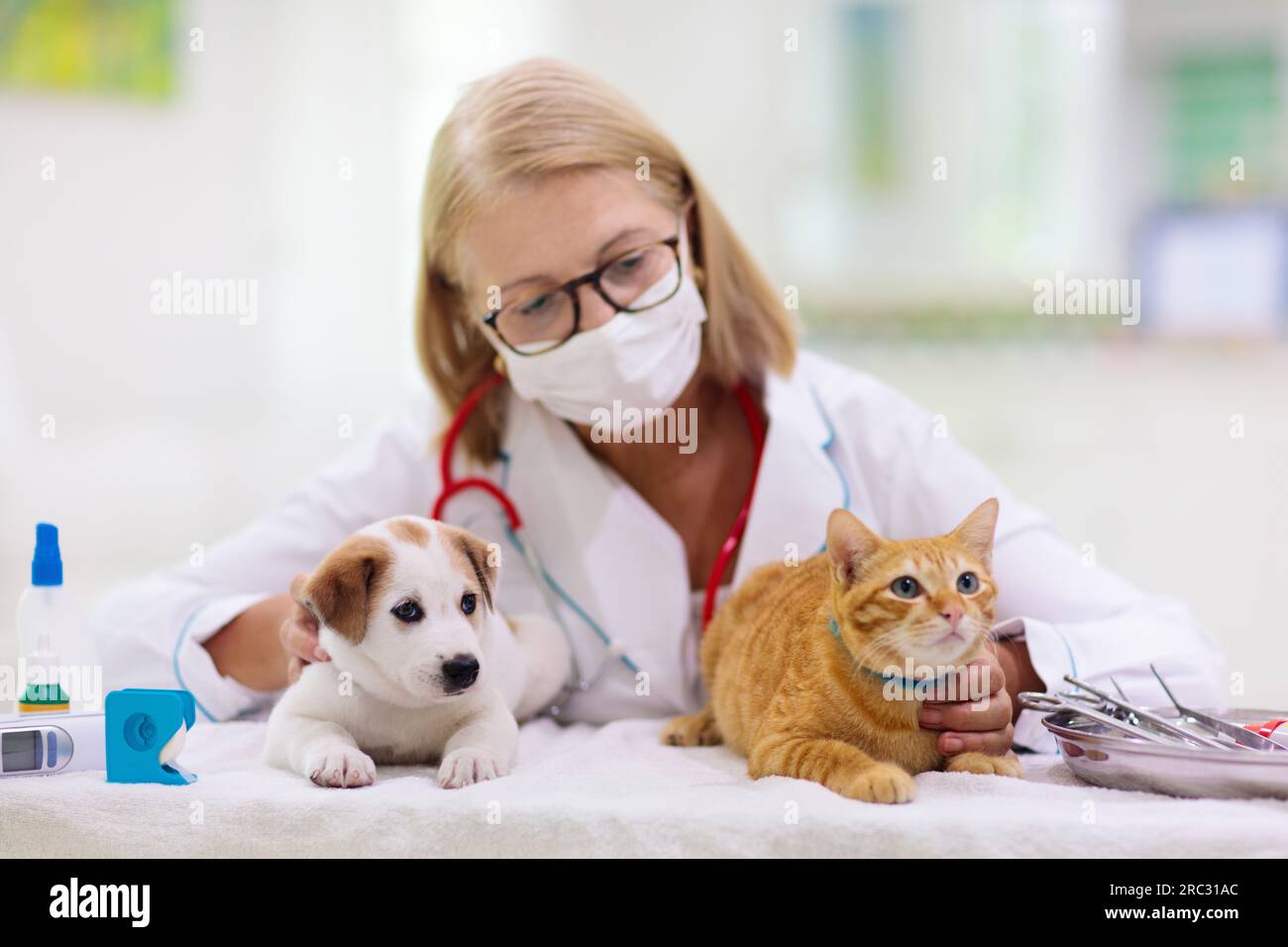 Vet examining dog and cat. Puppy and kitten at veterinarian doctor ...