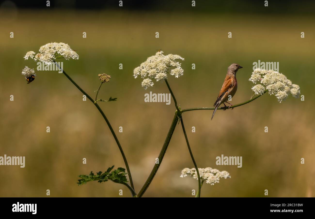 Linnet enhanced nr jp hi-res stock photography and images - Alamy
