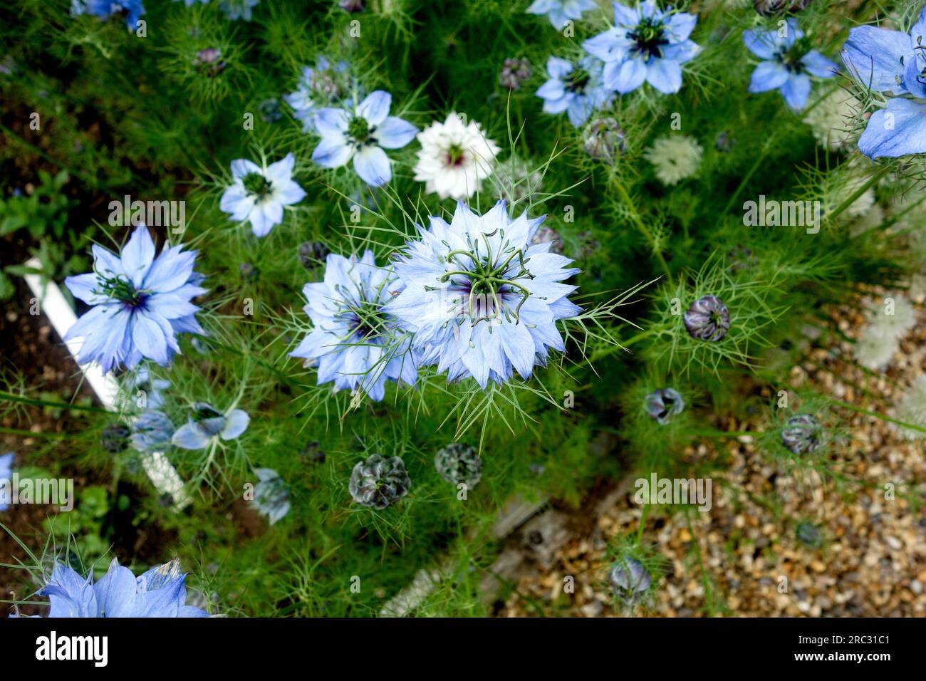 East Ruston Old Vicarage Gardens, Norfolk Stock Photo - Alamy