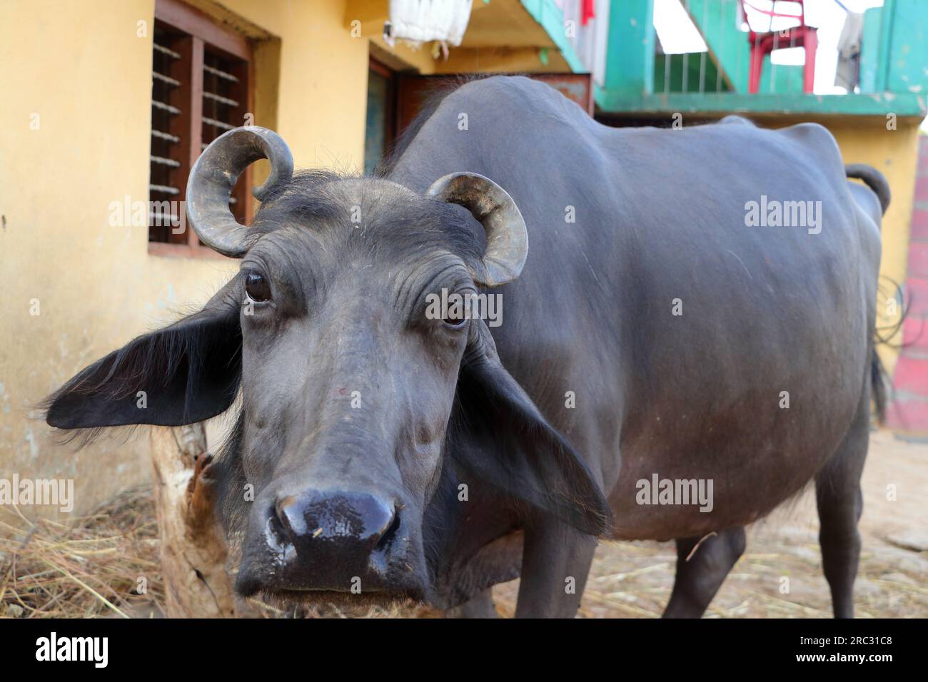 Pictures taken from different angles of a buffalo tied to a stake in a ...