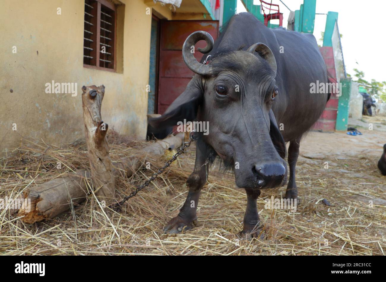 Pictures taken from different angles of a buffalo tied to a stake in a ...