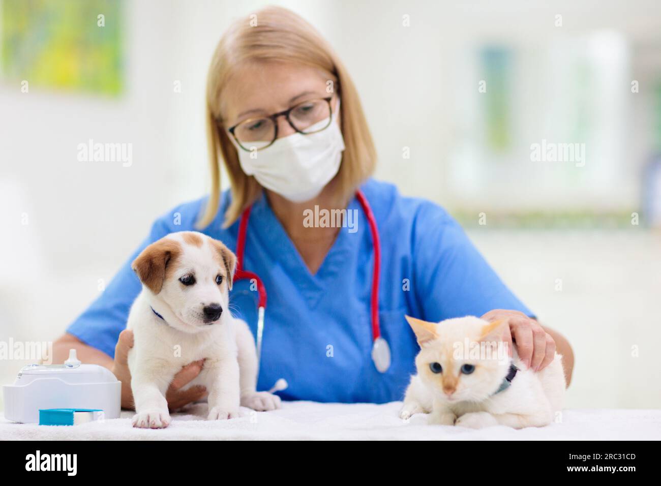 Vet examining dog and cat. Puppy and kitten at veterinarian doctor ...