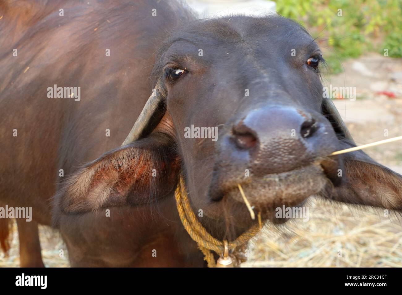 Indian farmer buffalo hi-res stock photography and images - Alamy