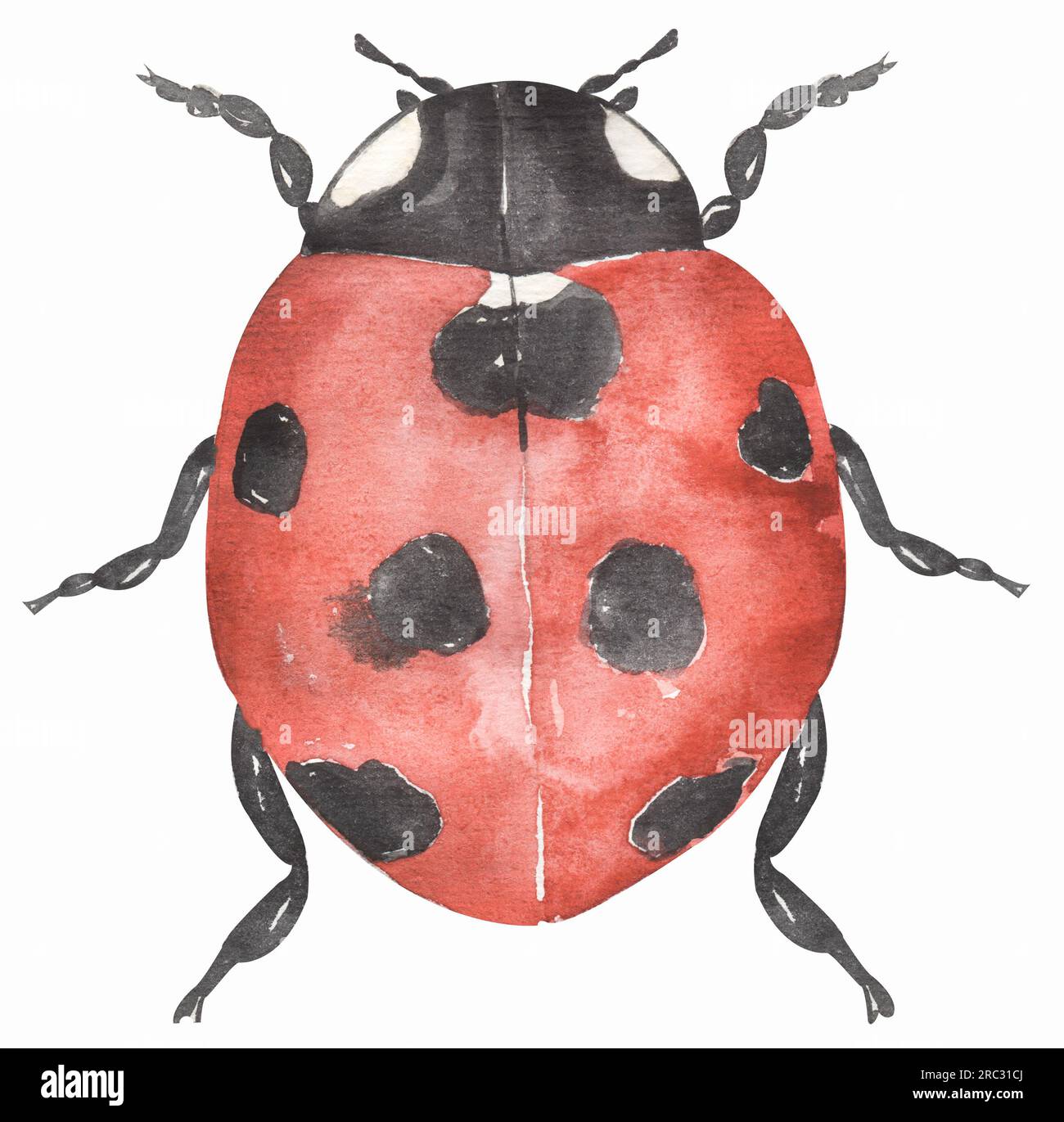 Watercolor ladybug illustration, cute red bugs Red insect Stock Photo ...