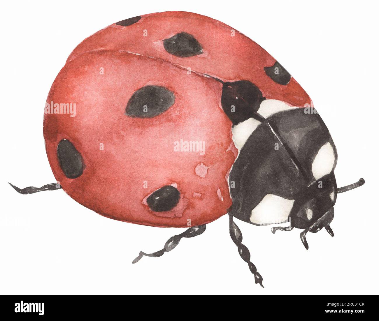 Watercolor ladybug illustration, cute red bugs Red insect Stock Photo ...