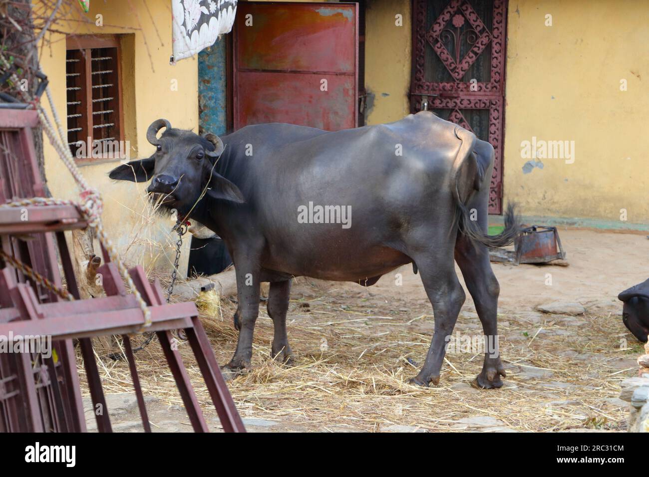 Pictures taken from different angles of a buffalo tied to a stake in a ...