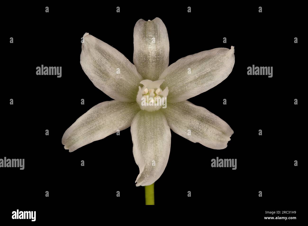 Drooping star of bethlehem ornithogalum hi-res stock photography and ...