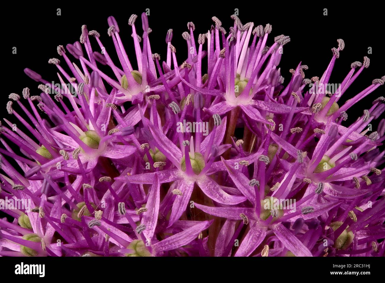 Ornamental Onion (Allium aflatunense). Inflorescence Detail Closeup ...