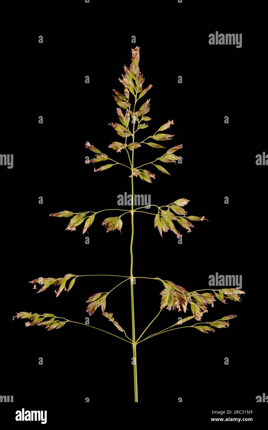 Poa pratensis hi-res stock photography and images - Alamy