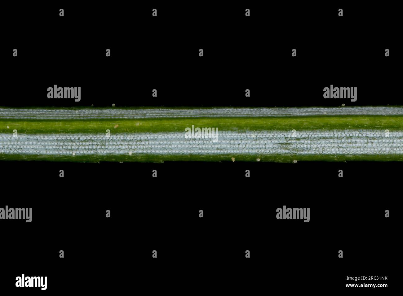 Japanese White Pine (Pinus parviflora 'Glauca'). Acicular Leaf Detail ...
