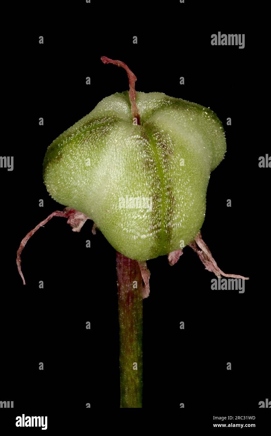 Ornamental Onion (Allium aflatunense). Isolated Fruit Closeup Stock ...