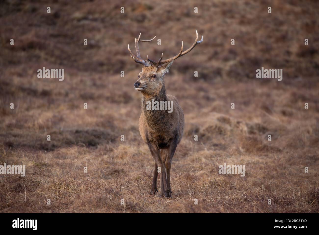 Red deer enhanced nr jp hi-res stock photography and images - Alamy
