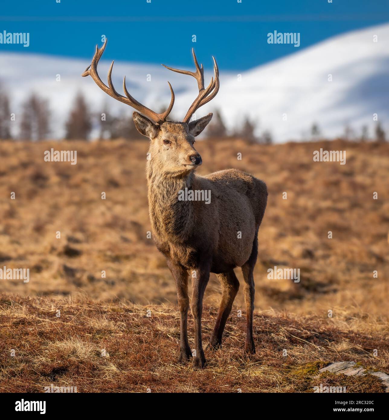 Red deer captured in scotland hi-res stock photography and images - Alamy