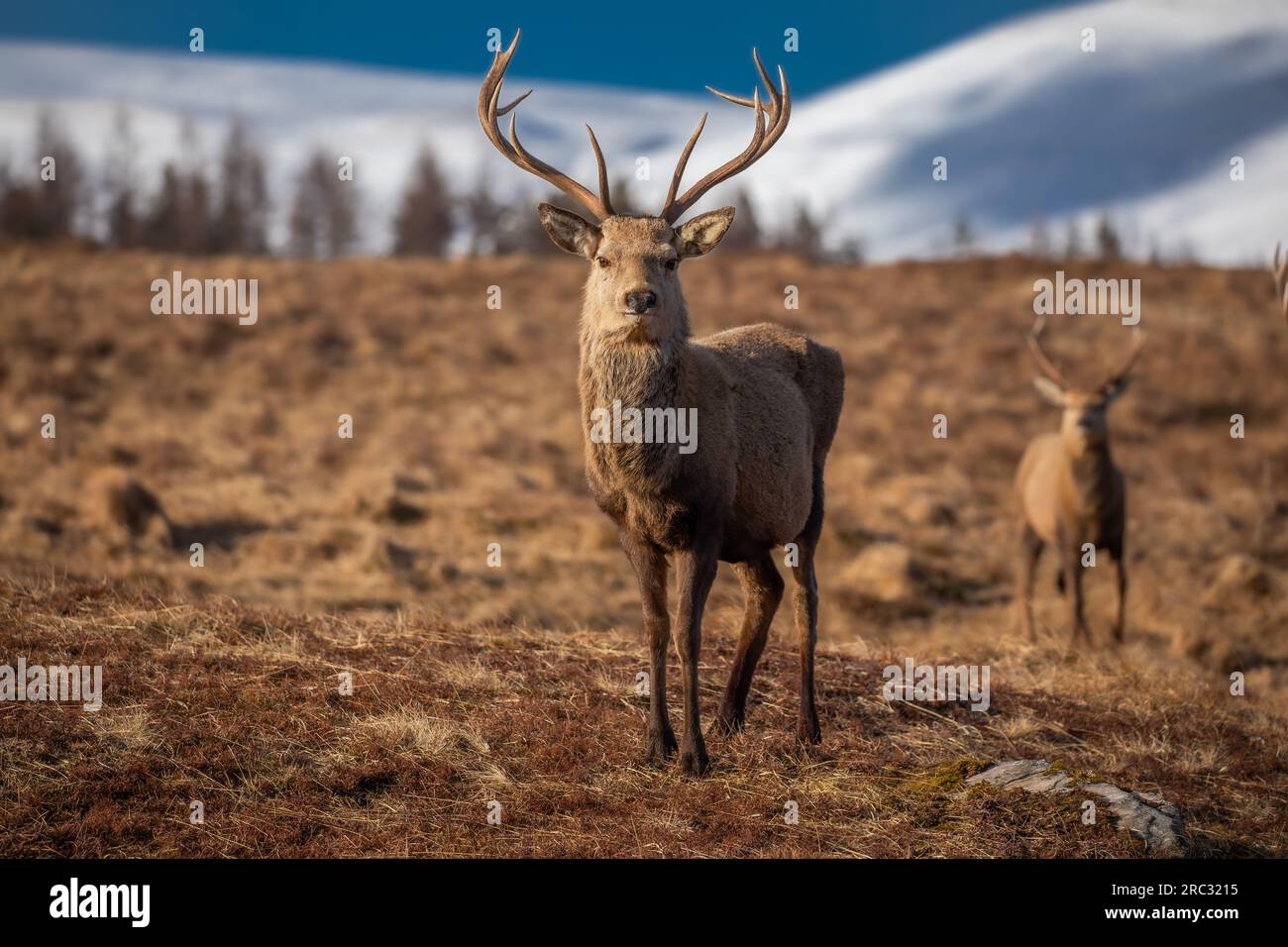 Red deer captured in scotland hi-res stock photography and images - Alamy