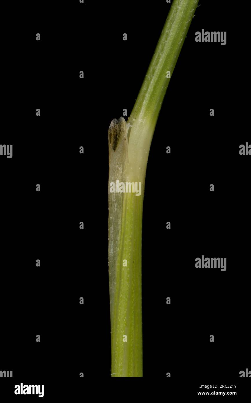 Ligule hi-res stock photography and images - Alamy