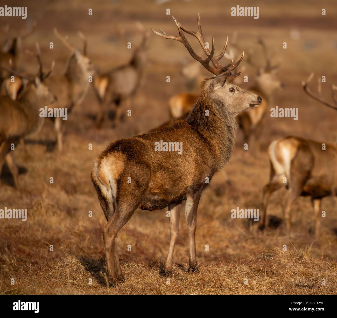 Red deer enhanced nr jp hi-res stock photography and images - Alamy