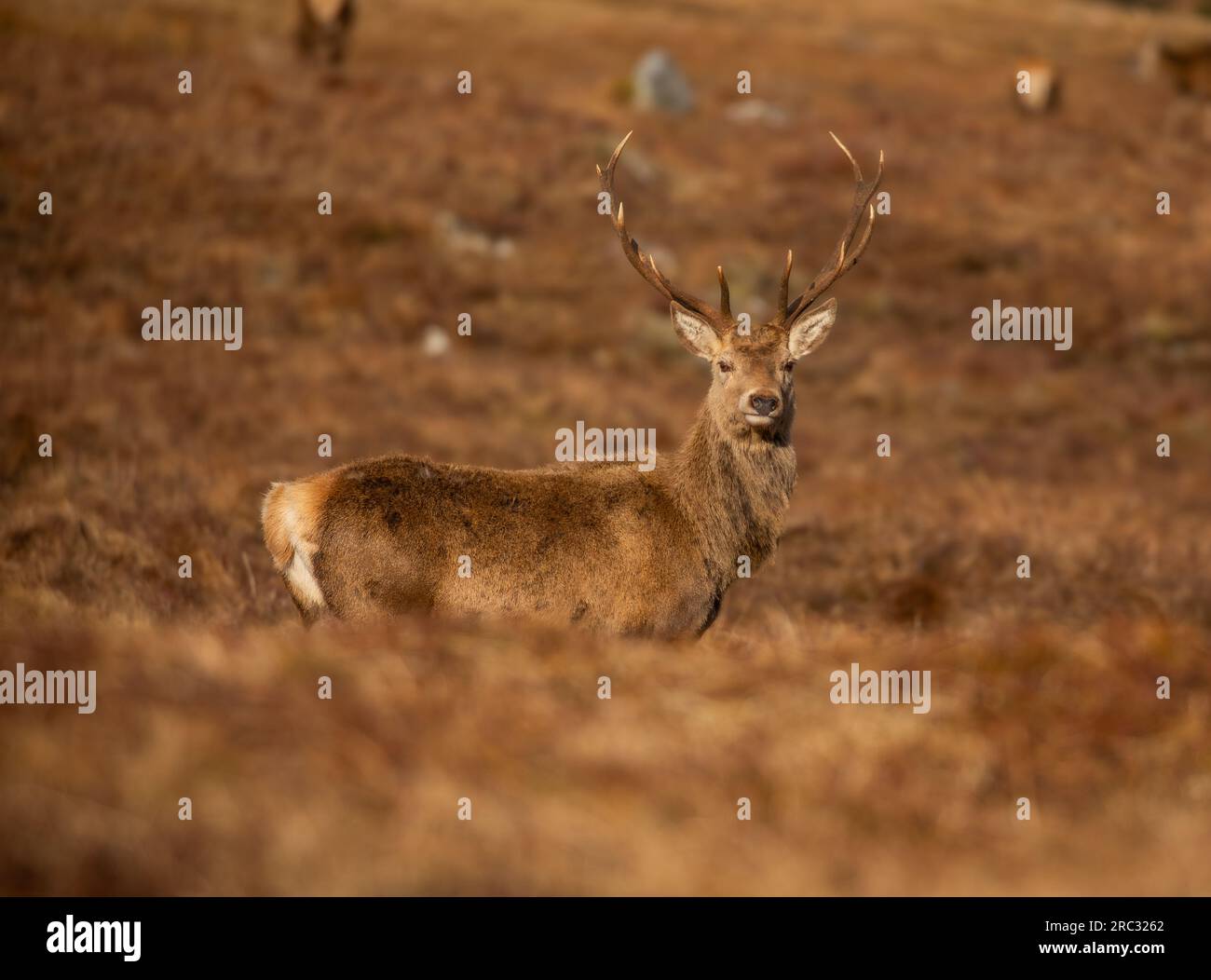 Red deer captured in scotland hi-res stock photography and images - Alamy
