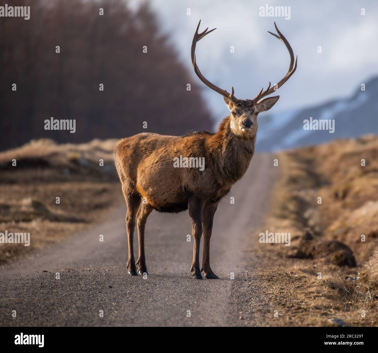 Red deer captured in scotland hi-res stock photography and images - Alamy