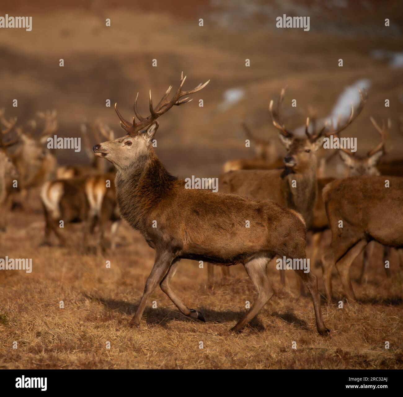 Red deer enhanced nr jp hi-res stock photography and images - Alamy