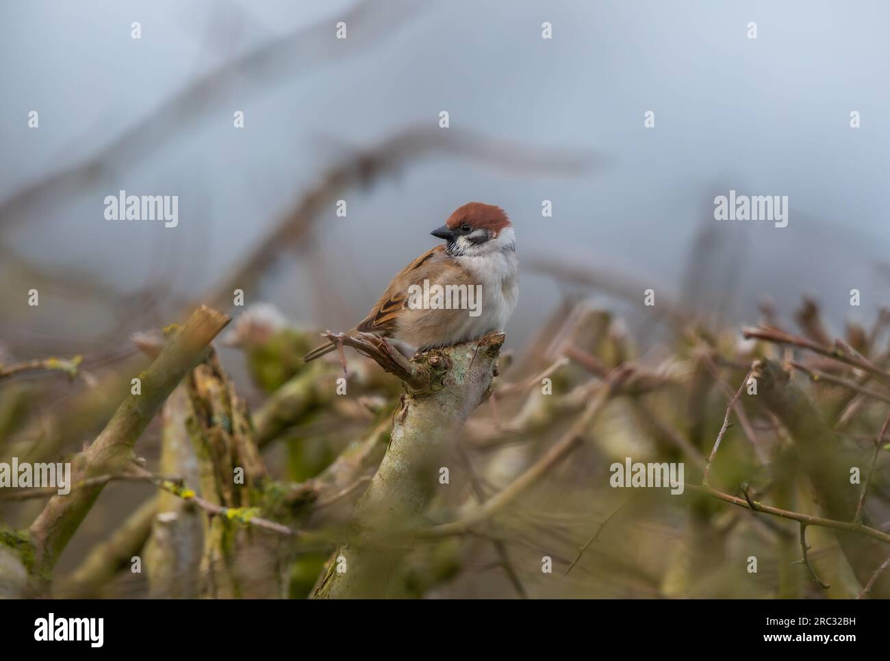 Tree sparrow captured in beautiful light hi-res stock photography and ...