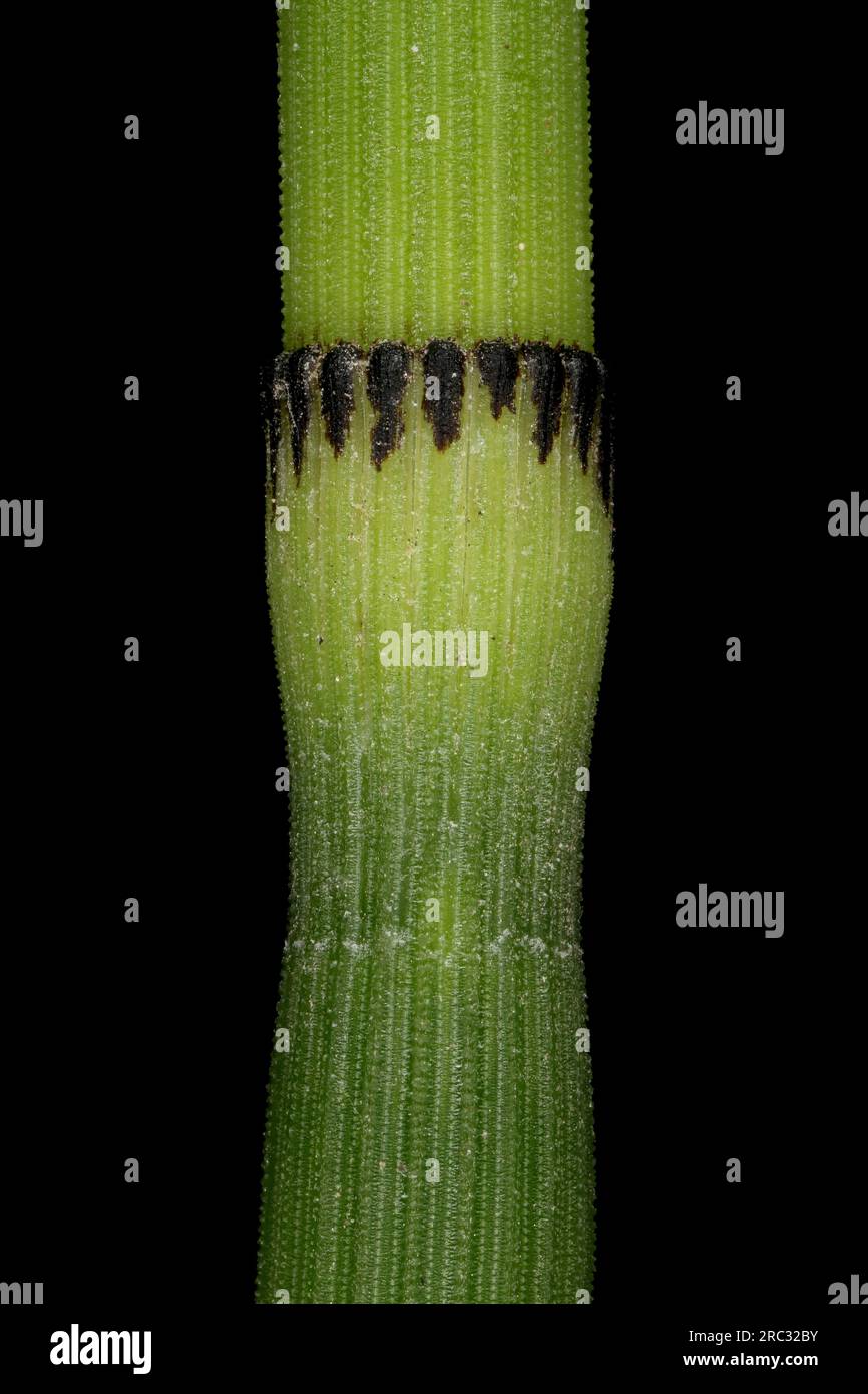 Scalelike leaf hi-res stock photography and images - Alamy