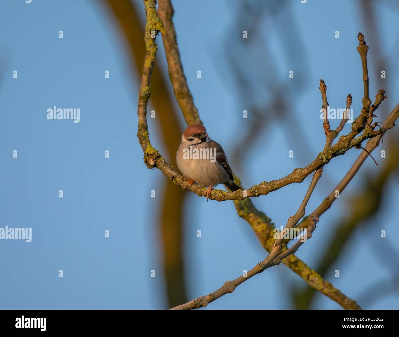 Tree sparrow captured in beautiful light hi-res stock photography and ...