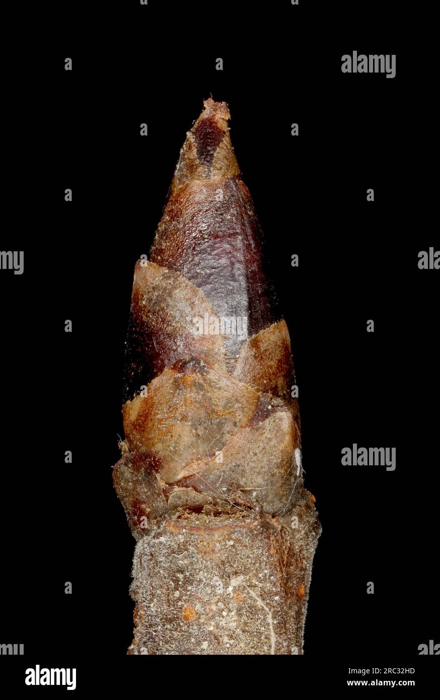 Bird Cherry (Prunus padus). Terminal Bud Closeup Stock Photo - Alamy