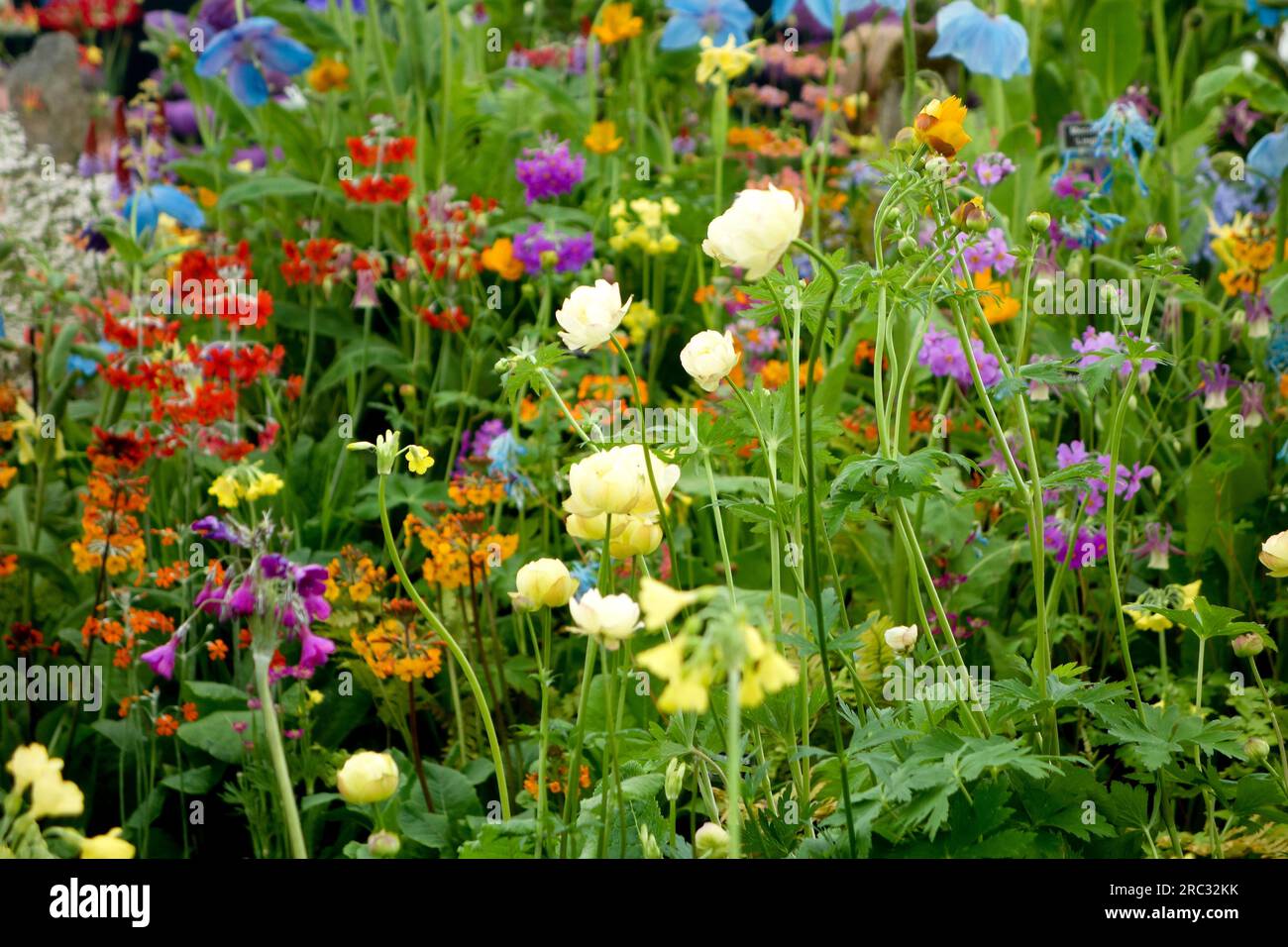 RHS Flower Show,, Chatsworth House, England Stock Photo - Alamy