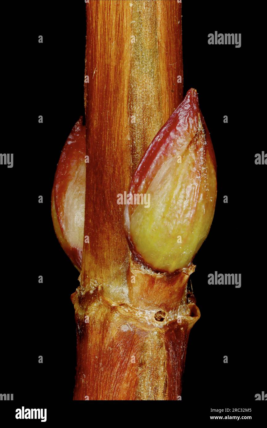 Climbing hydrangea illustration hi-res stock photography and images - Alamy