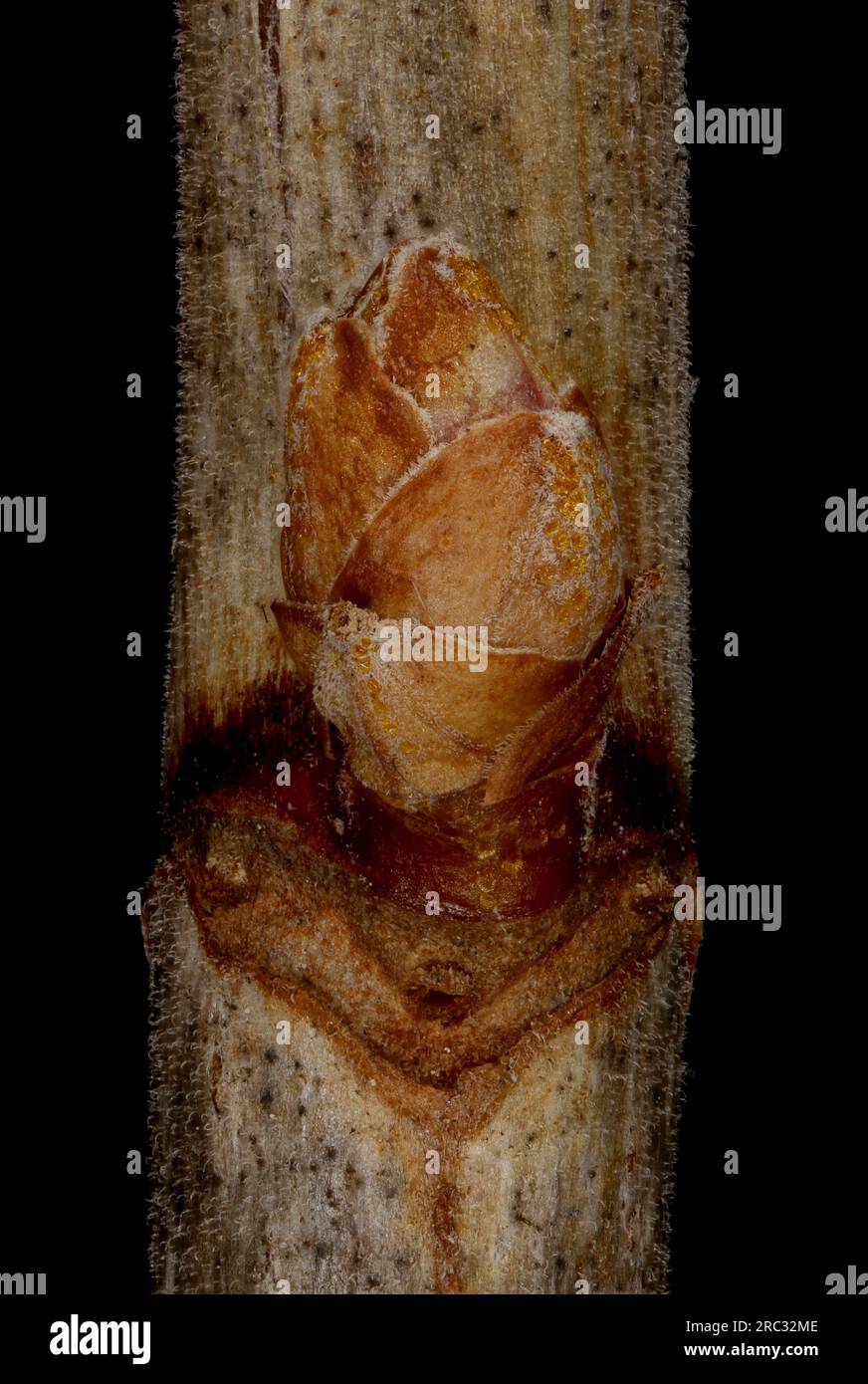 Ribes nigrum illustration hi-res stock photography and images - Alamy