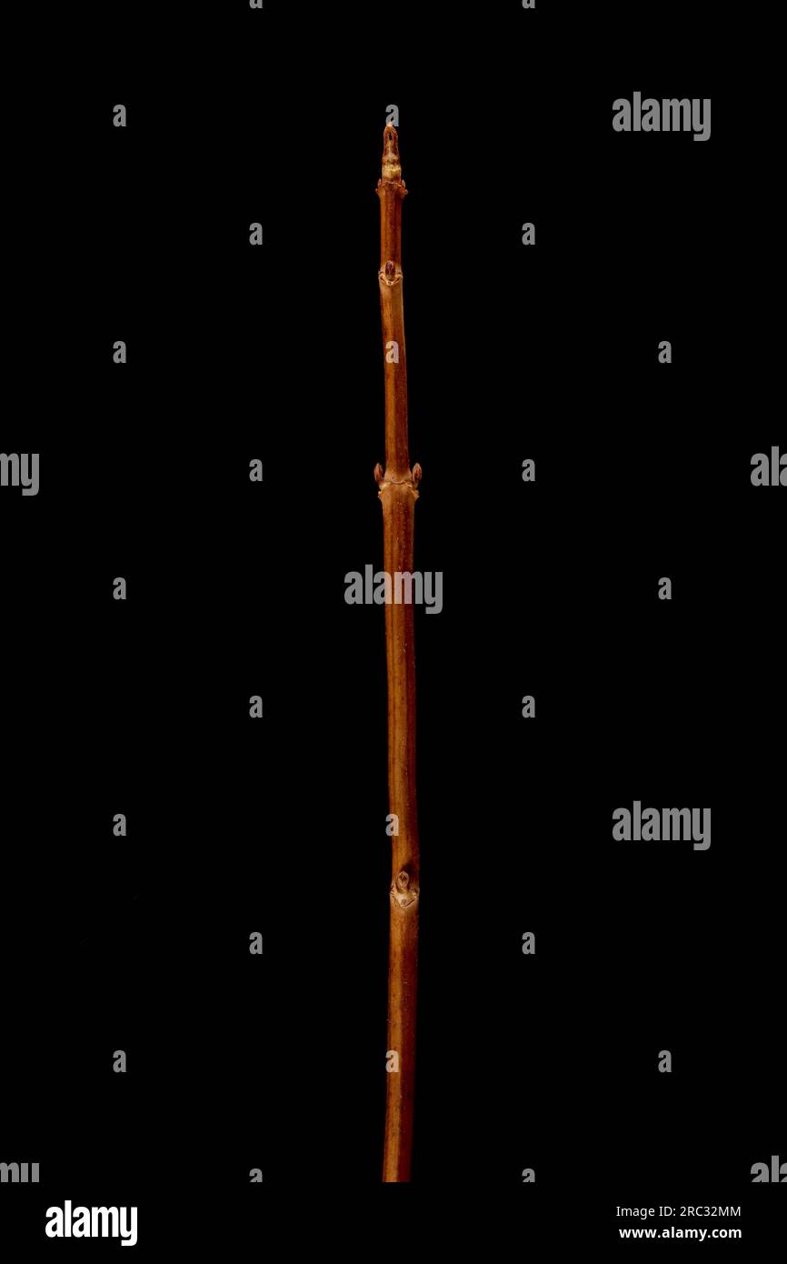 Smooth Hydrangea (Hydrangea arborescens). Wintering Twig Closeup Stock ...