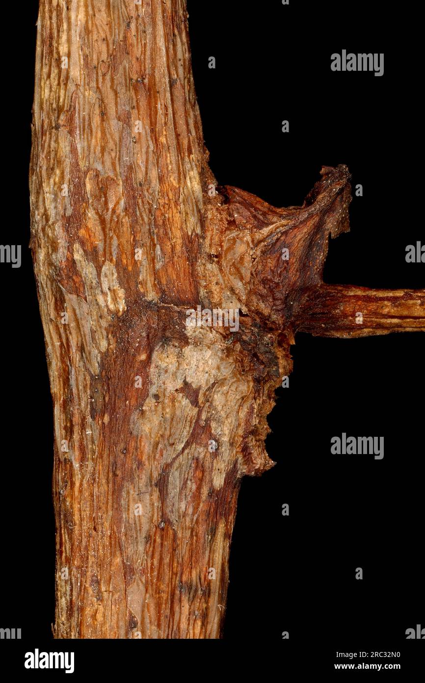 Axillary bud hi-res stock photography and images - Alamy