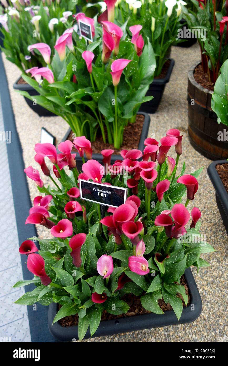 RHS Flower Show,, Chatsworth House, England Stock Photo - Alamy