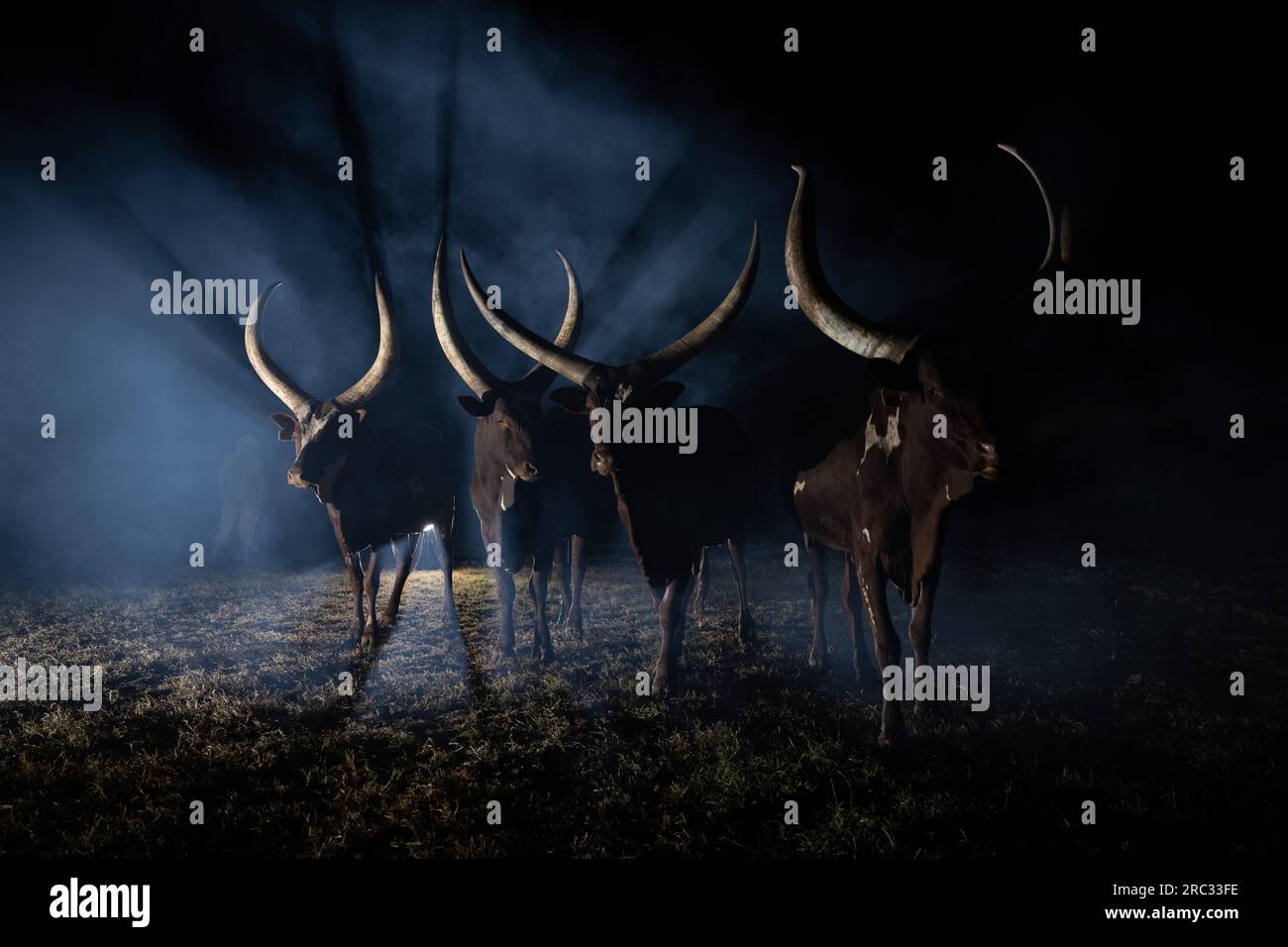 The lighting is perfect for their sharp horns OL PEJETA CONSERVANCY ...