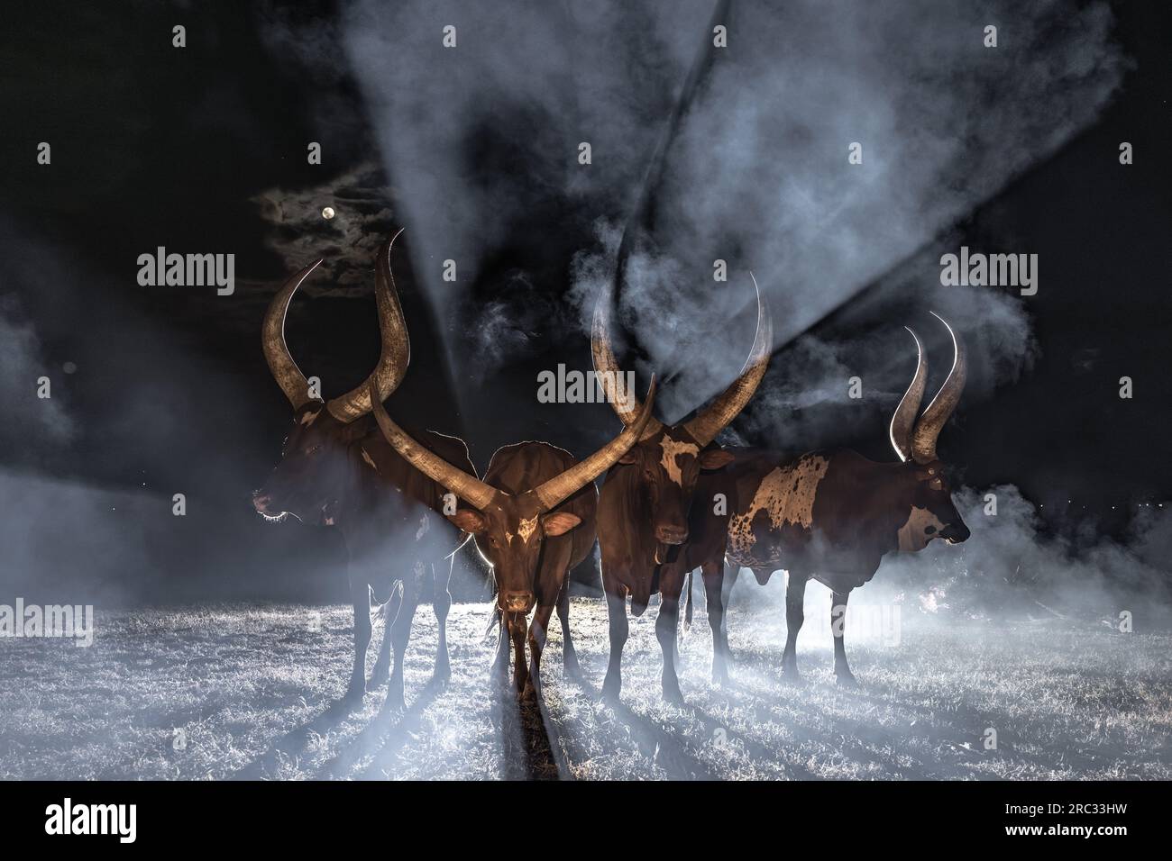 A majestic capture of the ankole cows OL PEJETA CONSERVANCY, KENYA ...