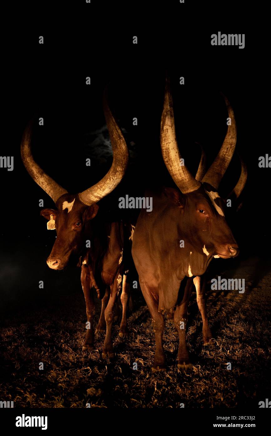 Up close shots of the six foot horns OL PEJETA CONSERVANCY, KENYA ...