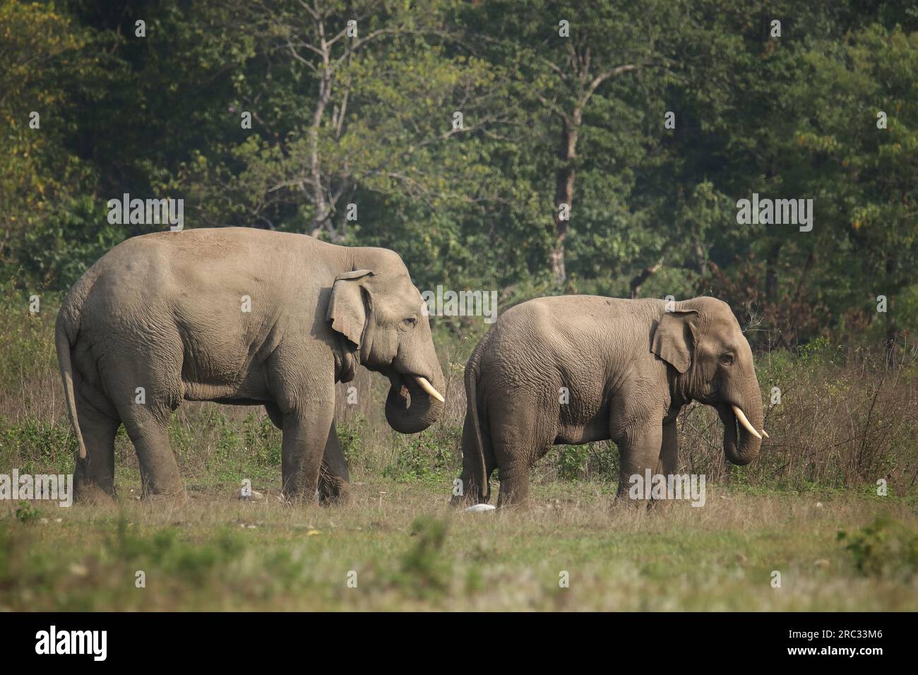 The father and son. SILIGURI; INDIA: FUNNY images have shown a dad ...