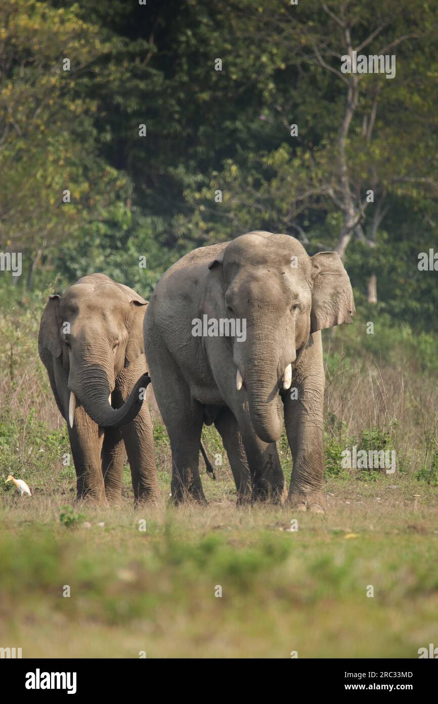 The father and son walking towards the camera. SILIGURI; INDIA: FUNNY ...