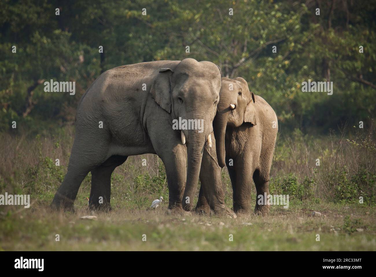 The dad elephant pushing his son. SILIGURI; INDIA: FUNNY images have ...