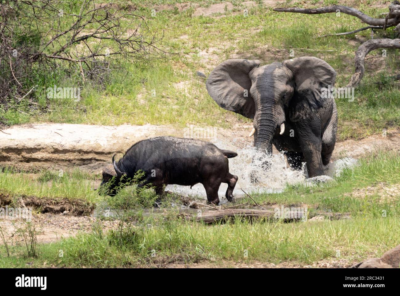 Inter species hi-res stock photography and images - Alamy