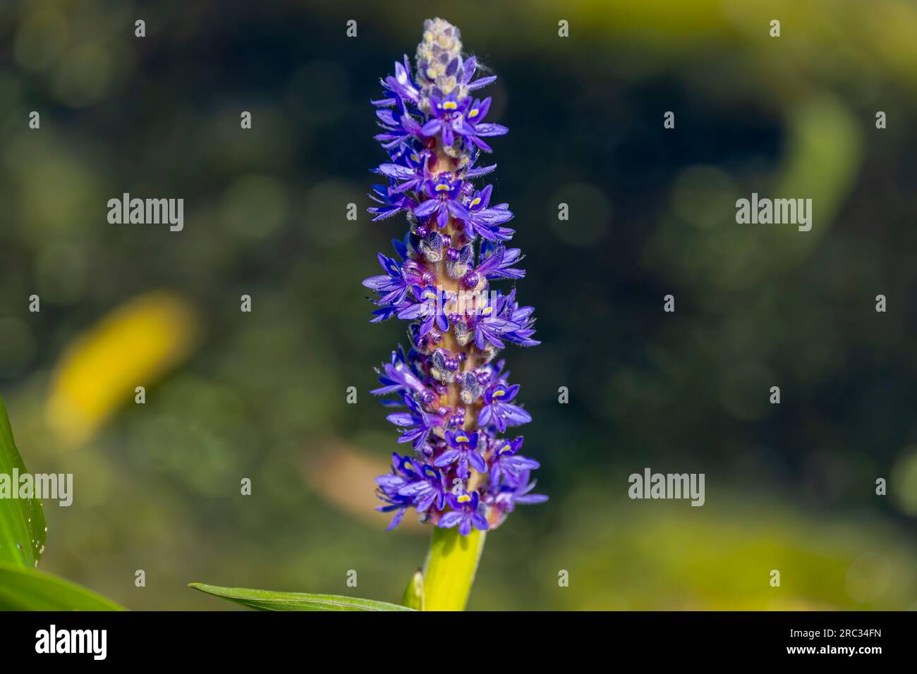 Pickerelweed, Pickerel Rush Water hyacint (Pontederia cordata). The ...