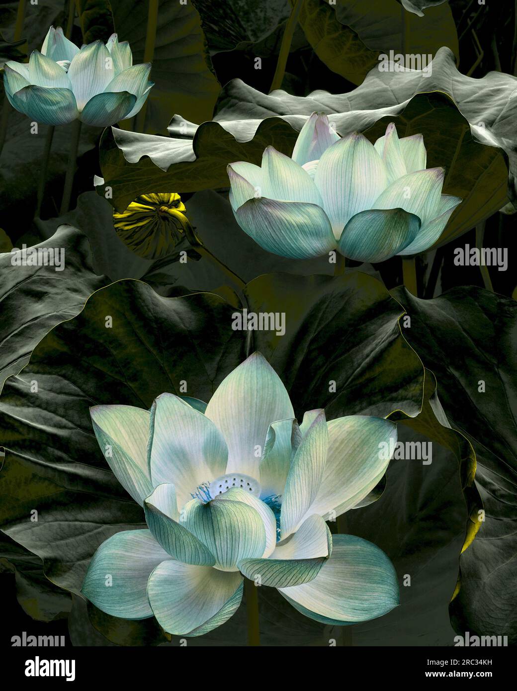 White Lotus flowers and leaves Stock Photo - Alamy
