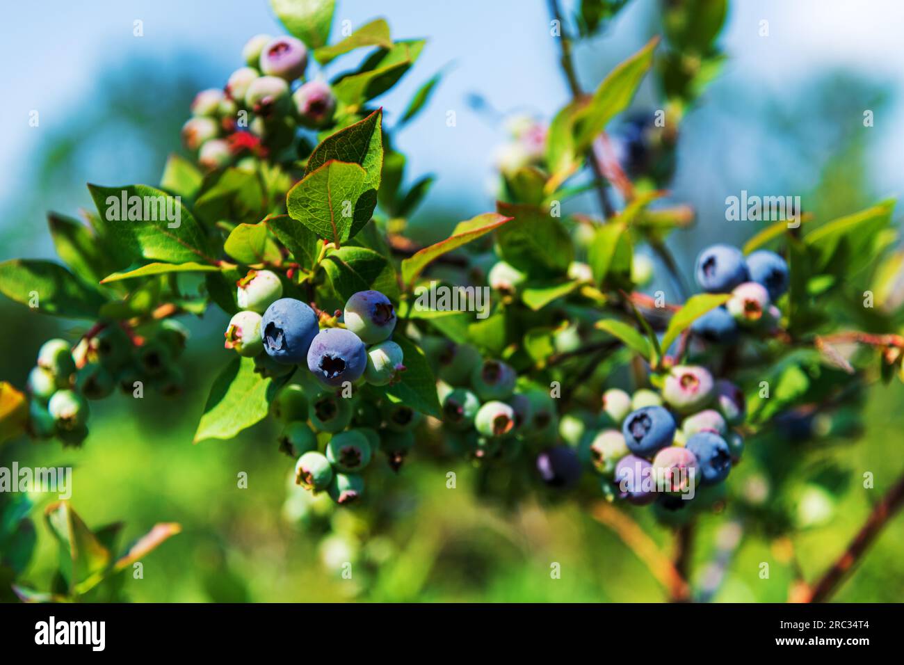 American blueberry plant with ripe fruits and verdant leaves on branch ...