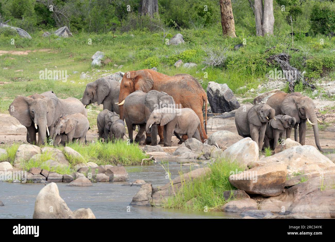 Two breed herds and a large bull drink together at the Ruaha River ...